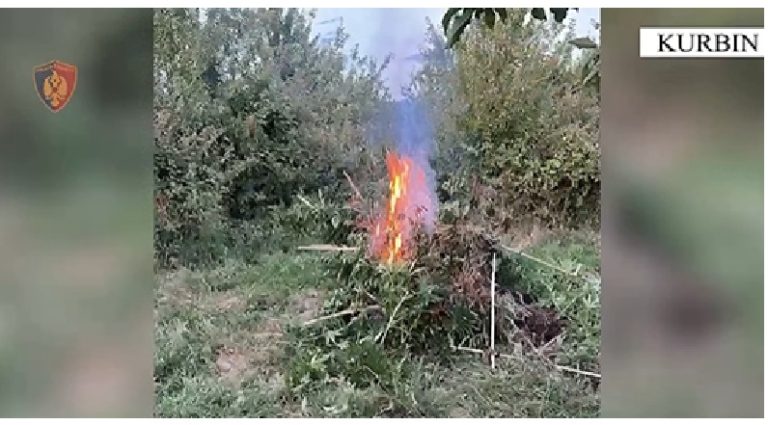 Albania police find and destroy cannabis plants, arrest 1 suspect – DTT-NET